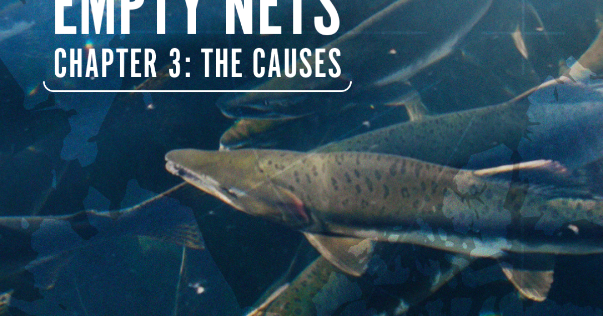 Empty Nets: Big Changes in a Great American Fishery | The Causes | Wilson Center
